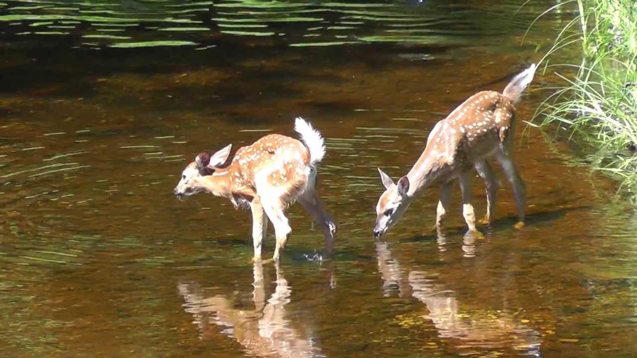 Cute Whitetail Fawns Frolicking in Stream - Poops - YouTube