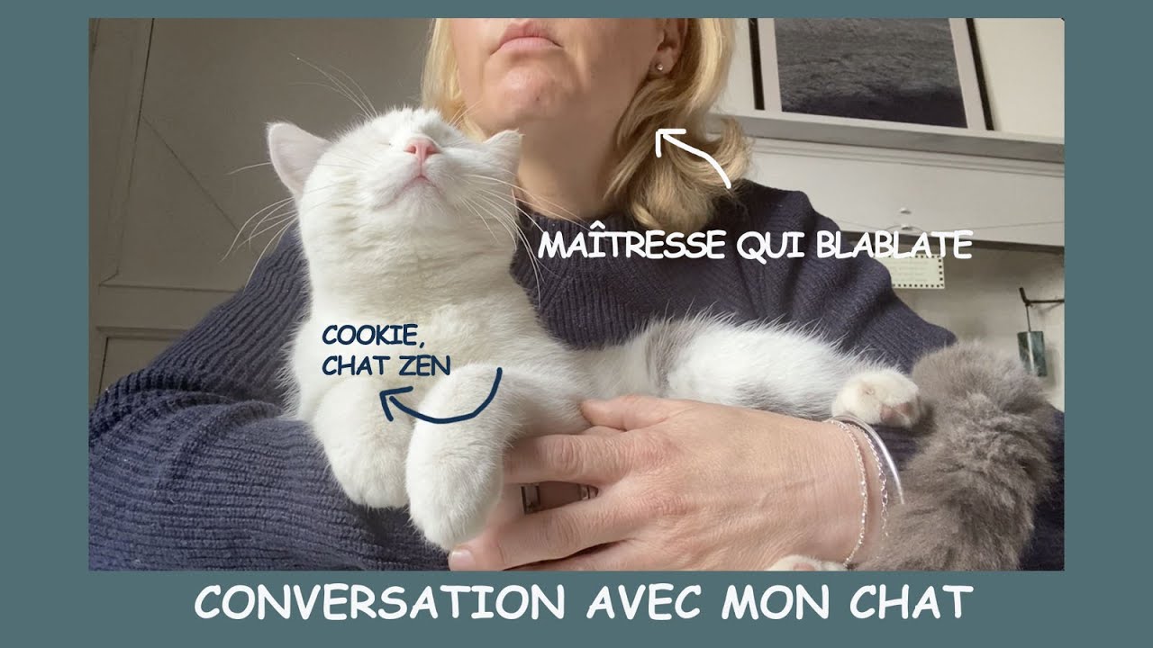 Conversation avec mon chat - Chat 115 - YouTube
