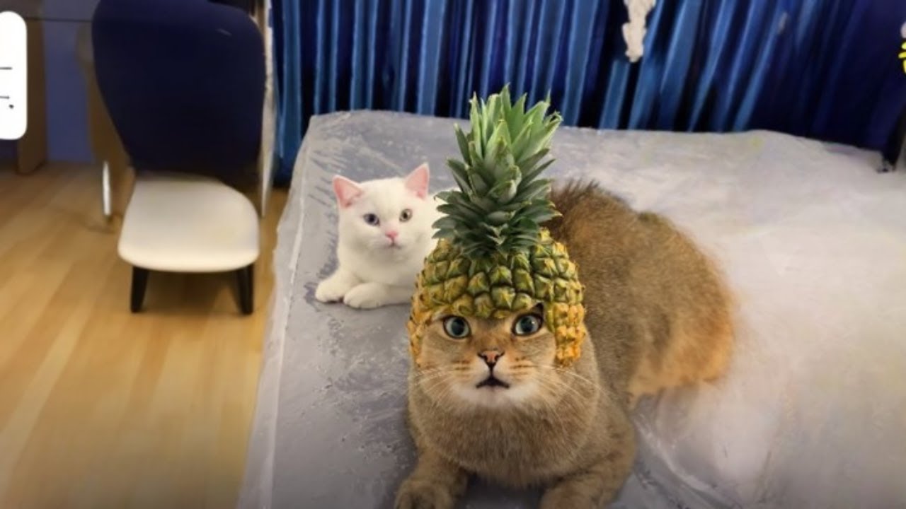 Super Funny Cats Video Compilation! Cats That make you Smile! 😹 - YouTube