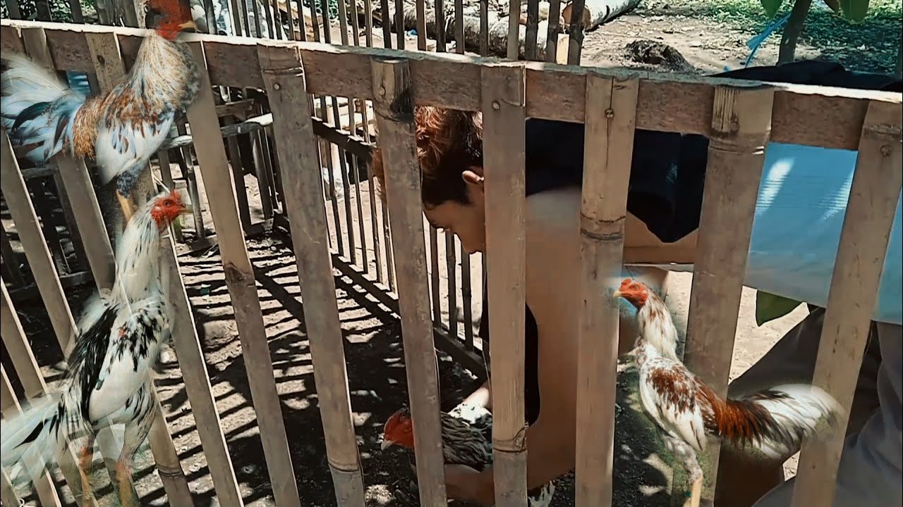 Small Chicken Farmer, In This Coop Super Chickens Are Born, Purworejo, Central Java - YouTube