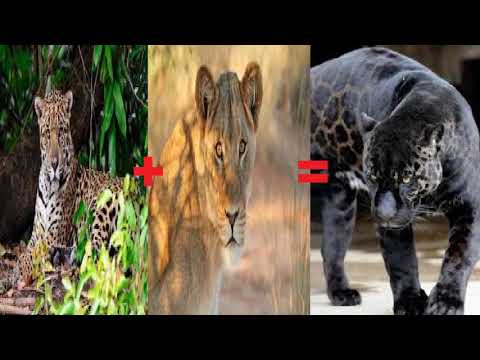 JAGLEÃO É UM ANIMAL HIBRIDO DO CRUZAMENTO ENTRE UM JAGUAR E UMA LEOA ...
