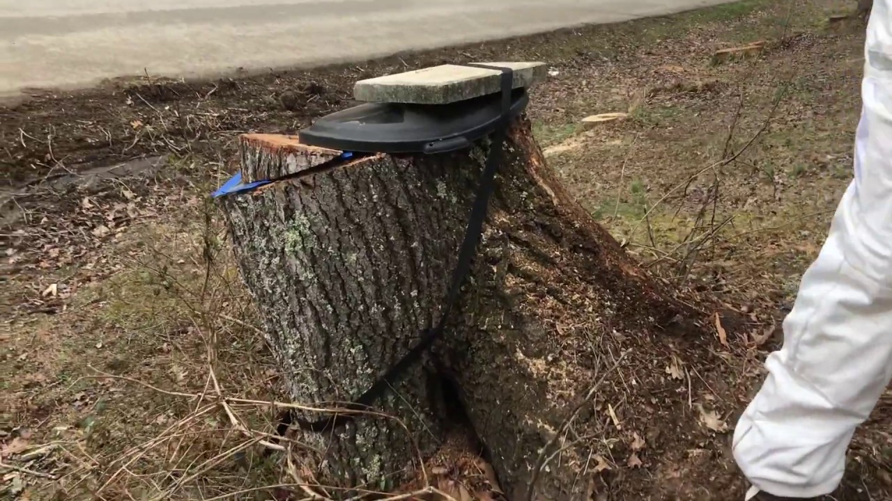 Cut Out: Bees in a Bee Tree - YouTube