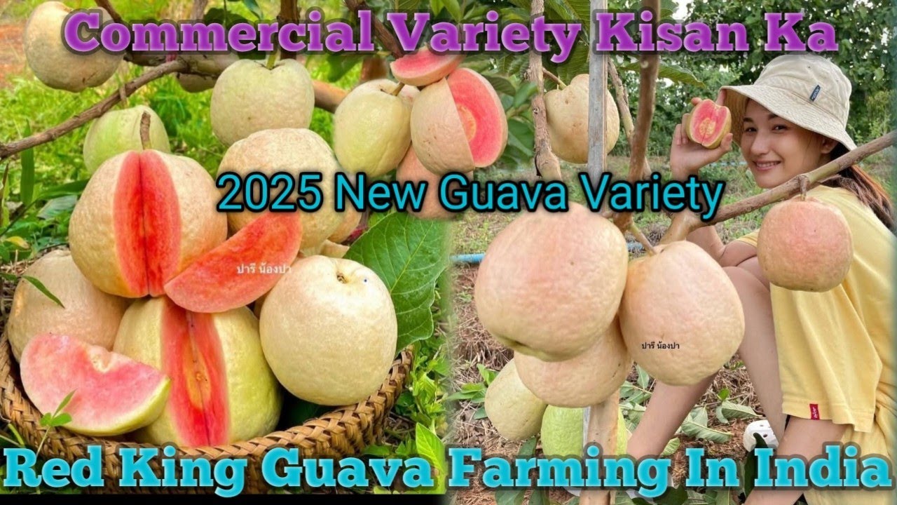 Guava Ka Cammercial Variety”/ Red King Guava Farming In India&Kisan Ka ...