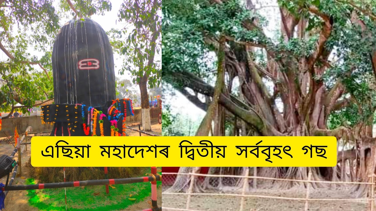 Asia's 2nd Largest Tree is in Bajali, Assam || এছিয়াৰ মহাদেশৰ দ্বিতীয় ...
