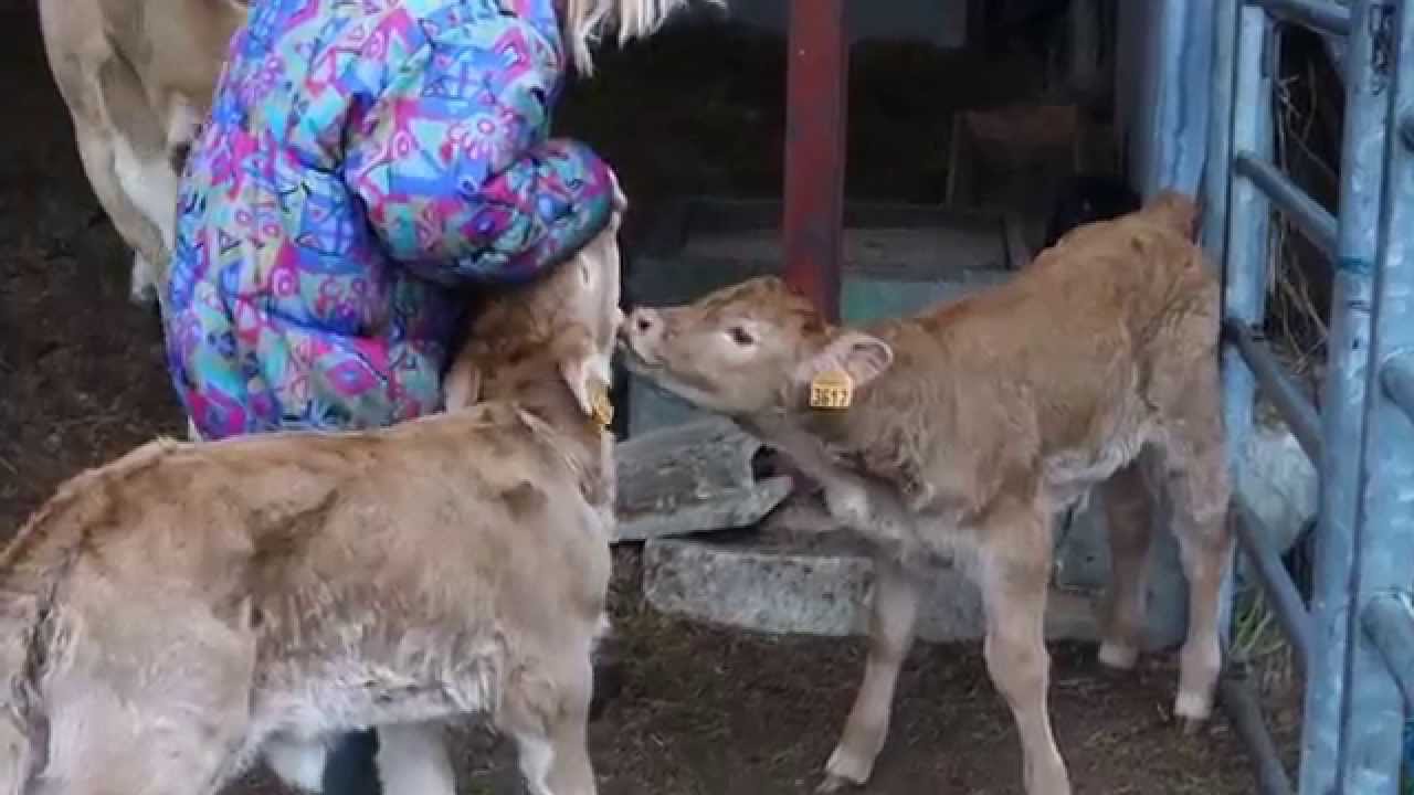 bebe veaux 003 - YouTube