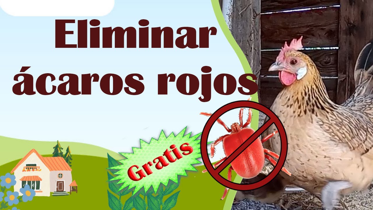 La forma fácil y gratuita de deshacerte de los ácaros rojos en tus ...