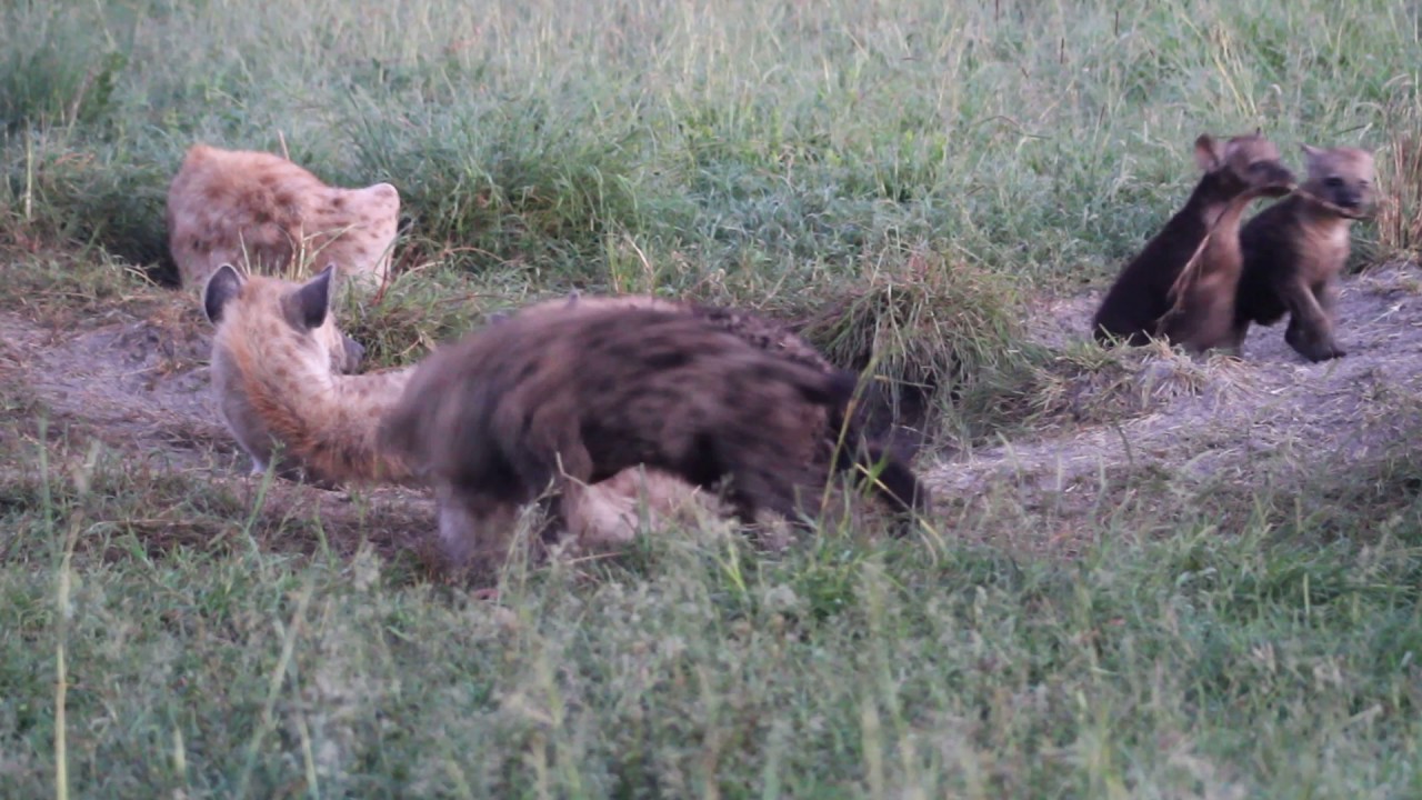 Spotted hyena cubs play - YouTube