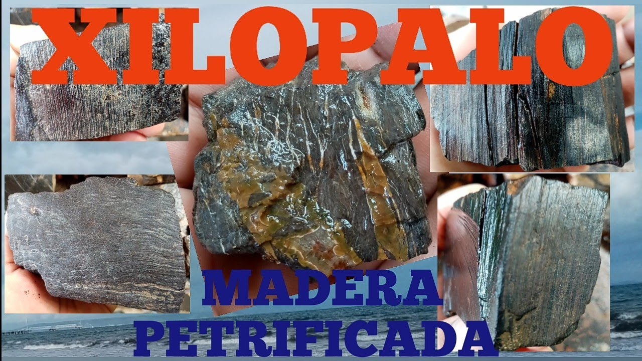Tipos De Madera Petrificada Madera Petrificada Madera Fosilizada