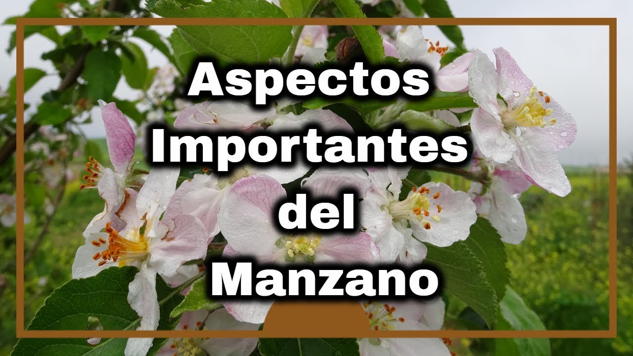 Información Sobre el Manzano - YouTube