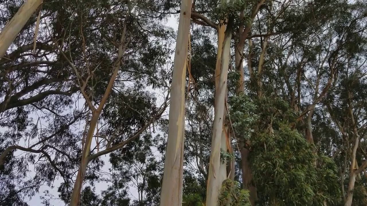 Nature Sounds: Unusual, Weird, Mystical Tree Bark in the Wind Rythm ...