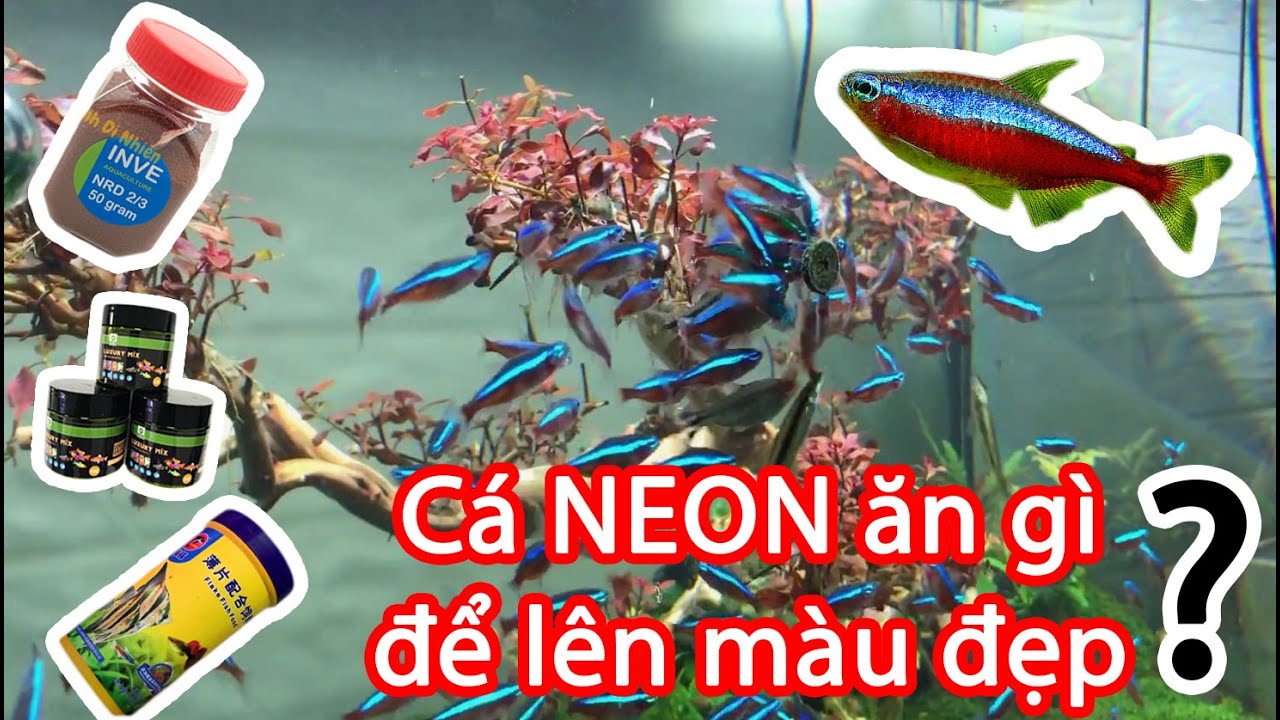 cá NEON vua ăn gì , những loại thức ăn cho cá Neon - Thủy sinh chia sẻ ...