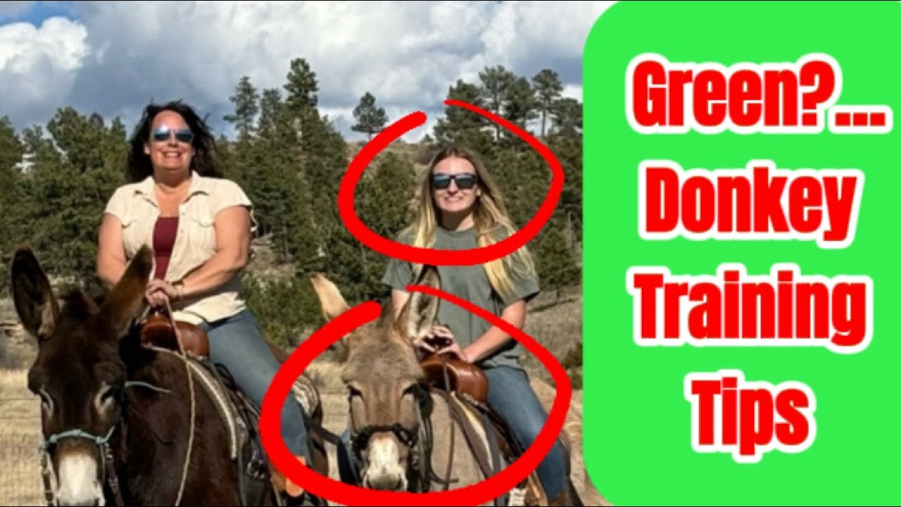 DONKEY SADDLE TRAINING TIPS AND TRICKS! | For Green Donkey and Rider ...