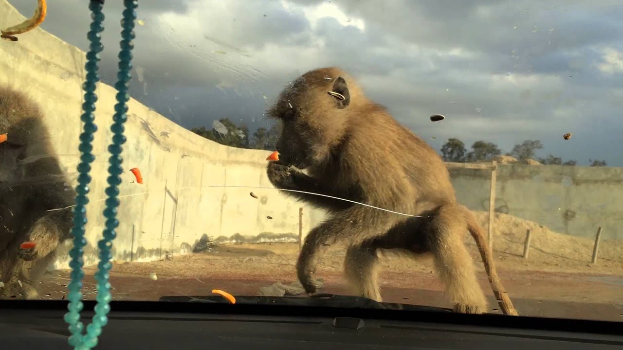 Monkeys Gone Wild!! - YouTube