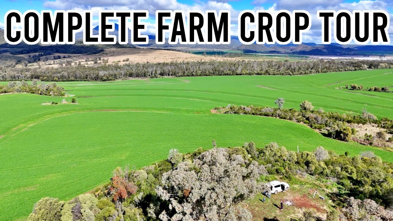 Checking All the Crops! | Crop Update | Vlog 296 - YouTube