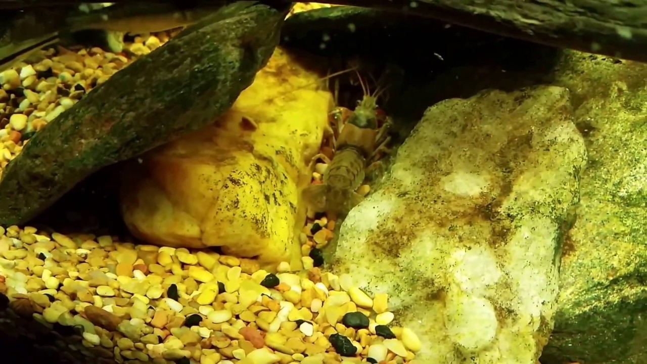 Crayfish Really Are Mud "Bugs" - YouTube