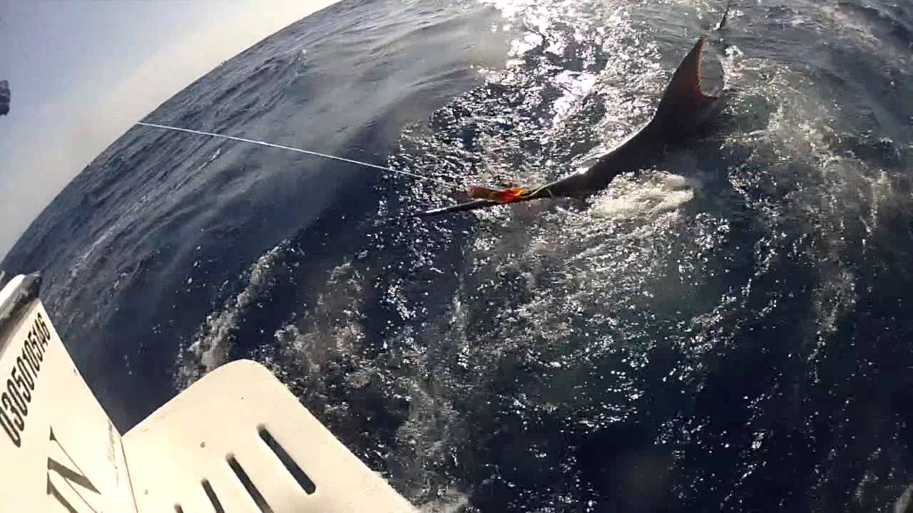 First Billfish! - YouTube