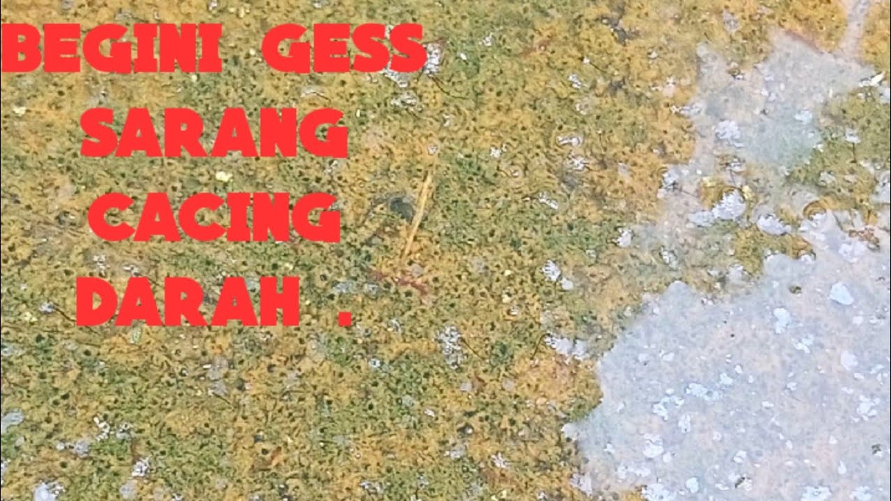 Mengenal Habitat Cacing Darah ( BLOOD WORM) - YouTube
