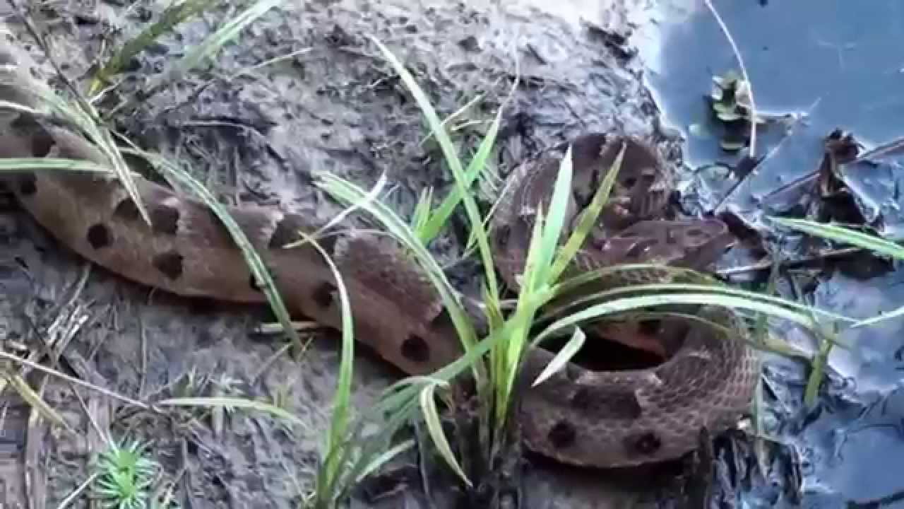 Snake, Bothrops mattogrossensis, poisonous snake, venomous animals ...