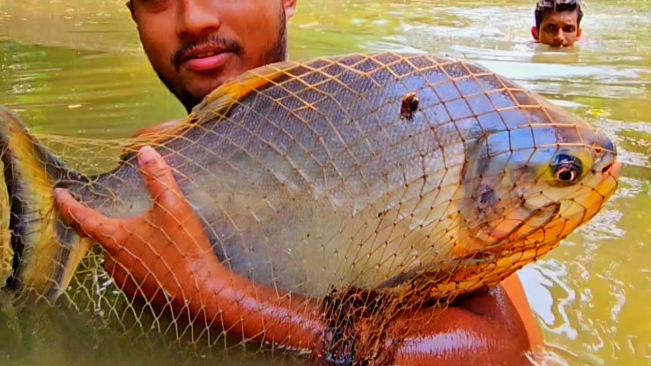 Super Fish Catching by Kolkata Fishing - YouTube