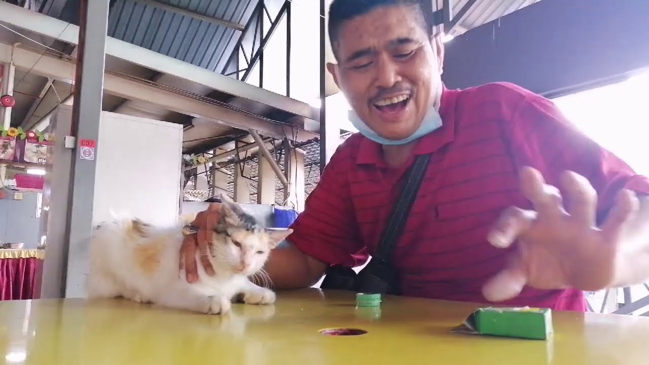 #NAJIB #VIRALmalaysia KASIH BRO NAJIB PADA KUCING TERBIAR KINI TULAR ...