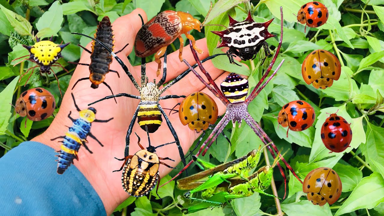 Hunt Beautiful Insects, Collect Spiders, Ladybugs, Stink Bugs, Grasshoppers - YouTube
