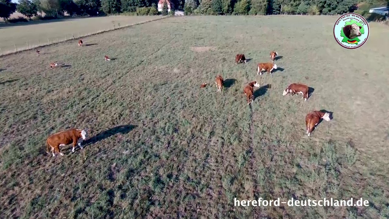 Hereford Rinder in Deutschland 2018 - YouTube