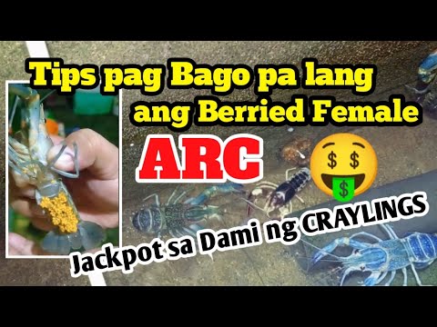Tips pag Bago pa lang ang Berried Female ARC,Jackpot sa Dami ng Craylings,Crayfish Farming - YouTube