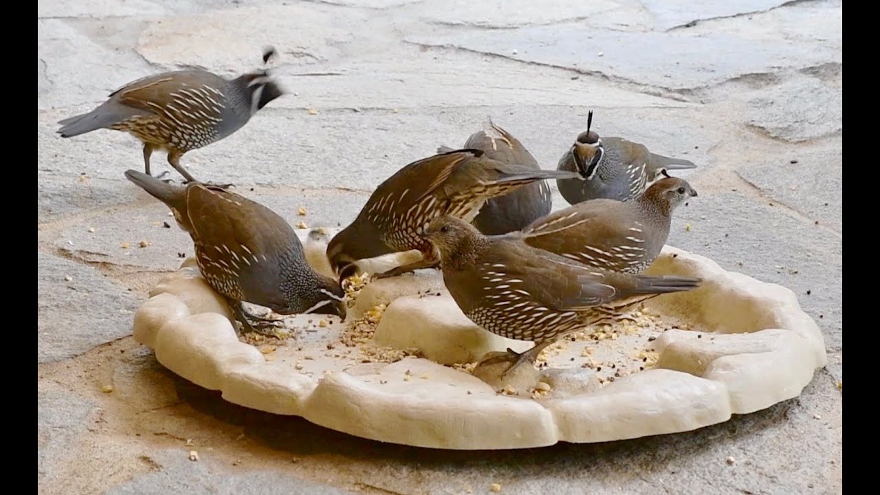 Backyard California Quail feeding, sounds, chirps, call, song. - YouTube