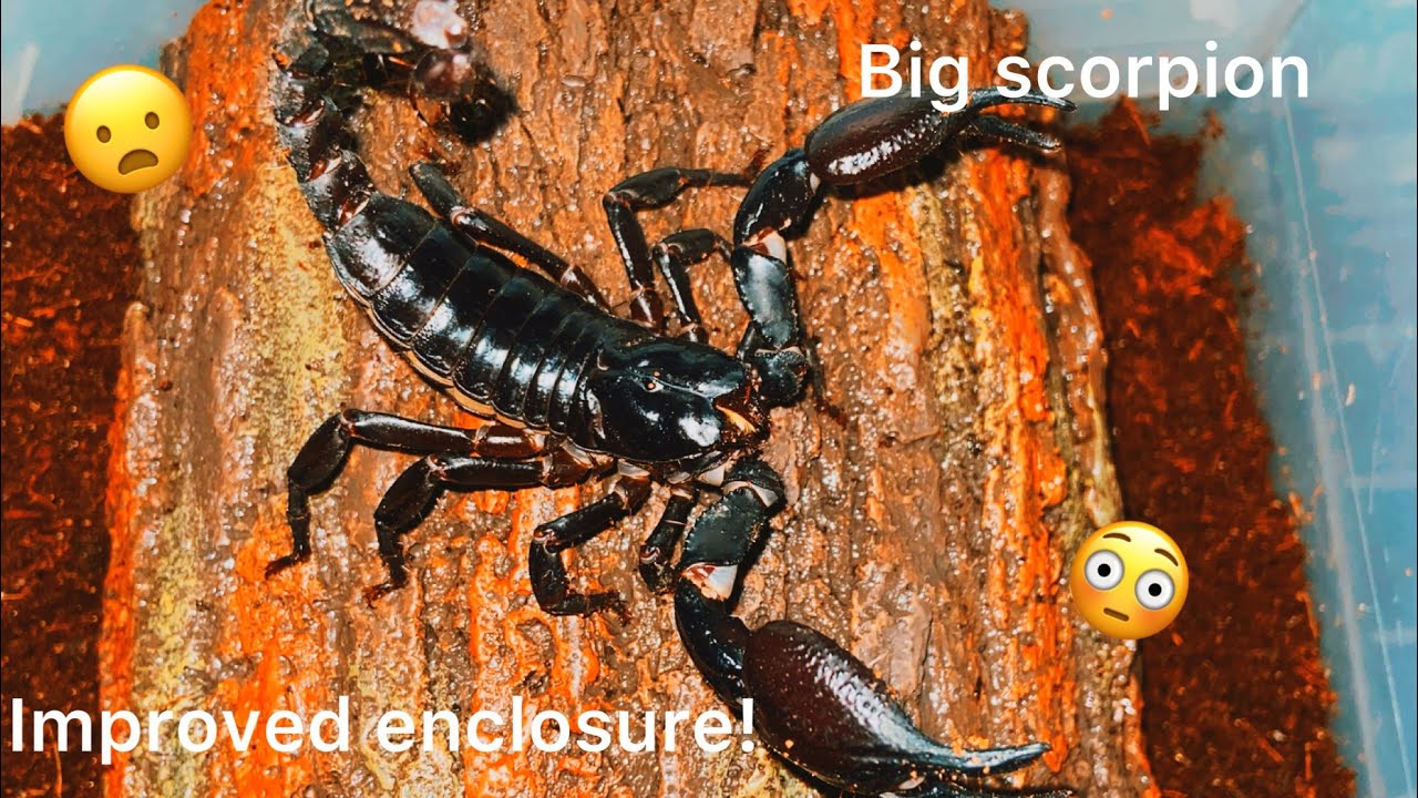 Improving my Asian forest scorpions enclosure!! - YouTube
