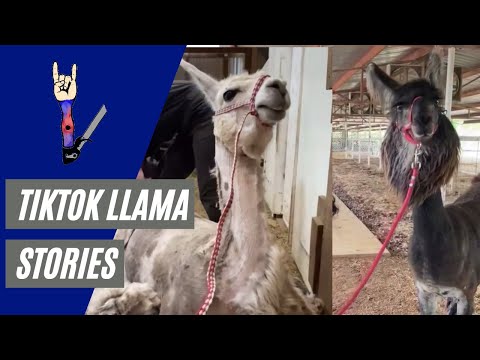 Llama Shearing TikTok Stories - YouTube