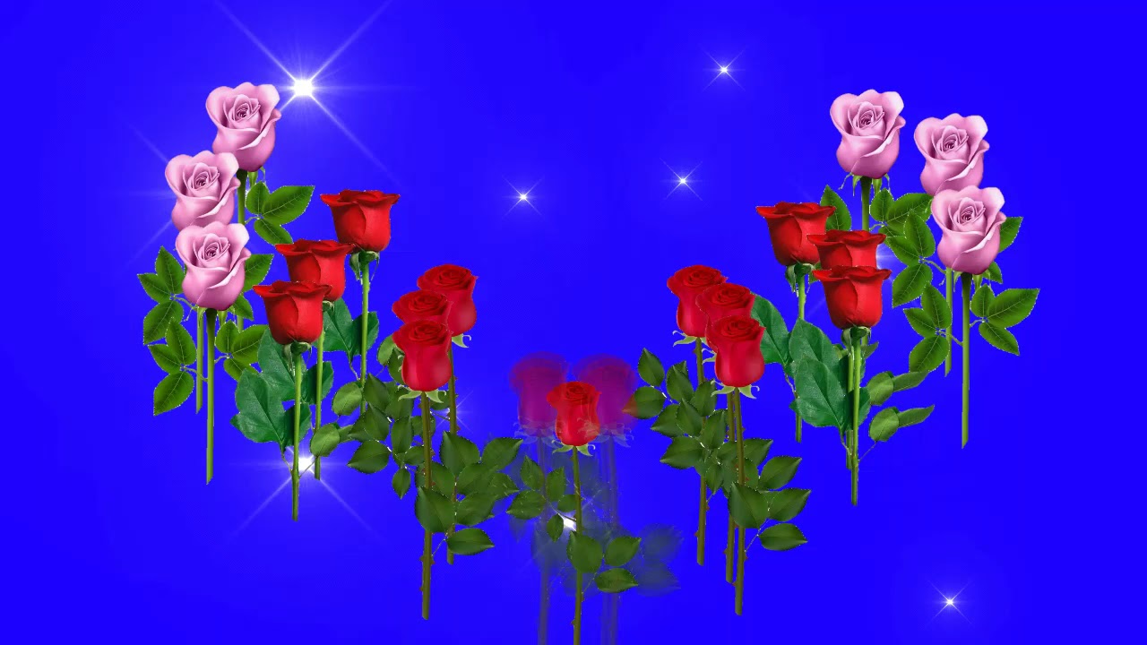 #wedding_green Green background gulab video - YouTube