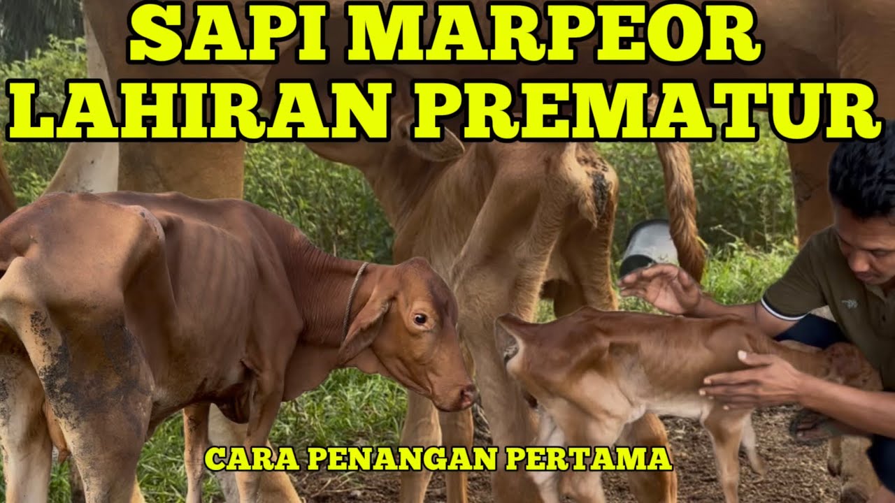 SAPI MARPEOR LAHIRAN PREMATUR !!! Penganan pertama yang harus kita ...