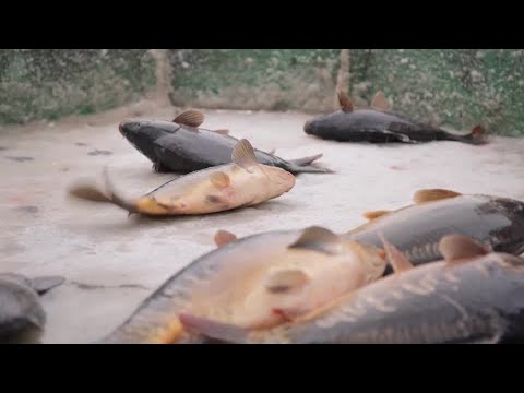 In Poland carp prices soar ahead of Christmas - YouTube