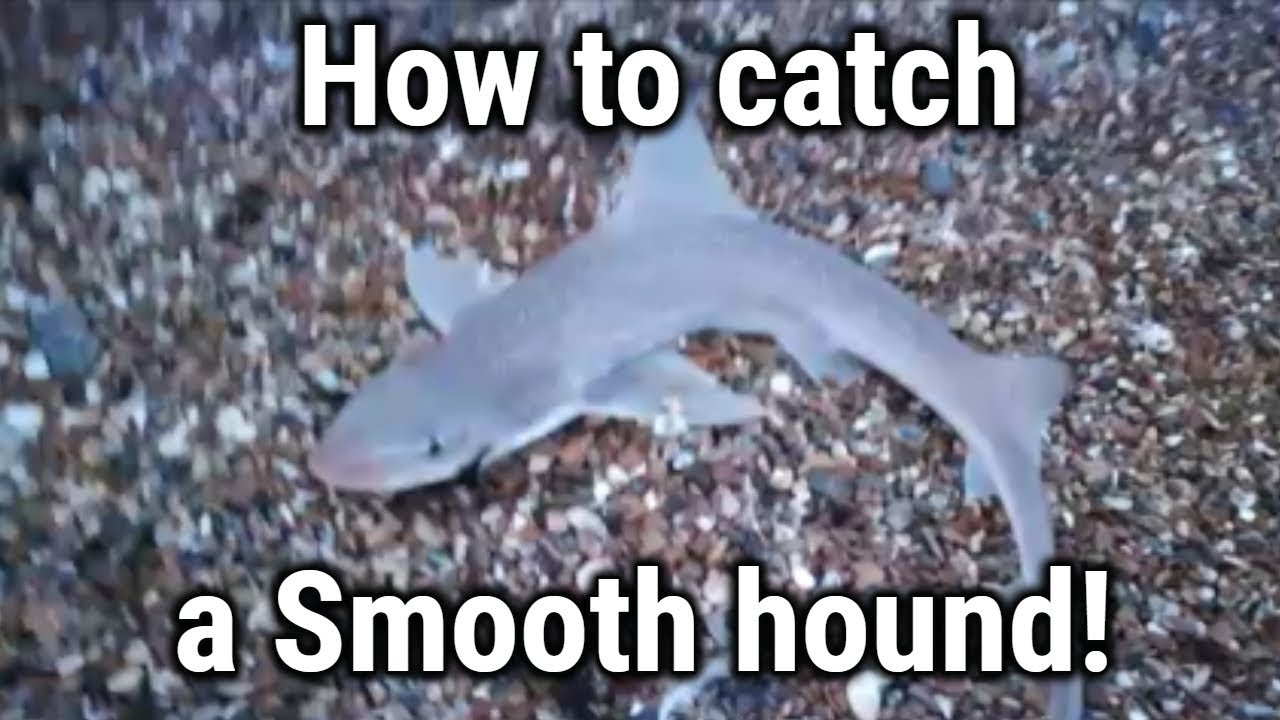 How to catch a Smooth hound? Fishing Ferring beach UK June 2018 Gummy ...