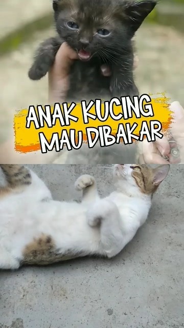 anak kucing mau dibakar #kucing #funny #shorts #viralvideo - YouTube