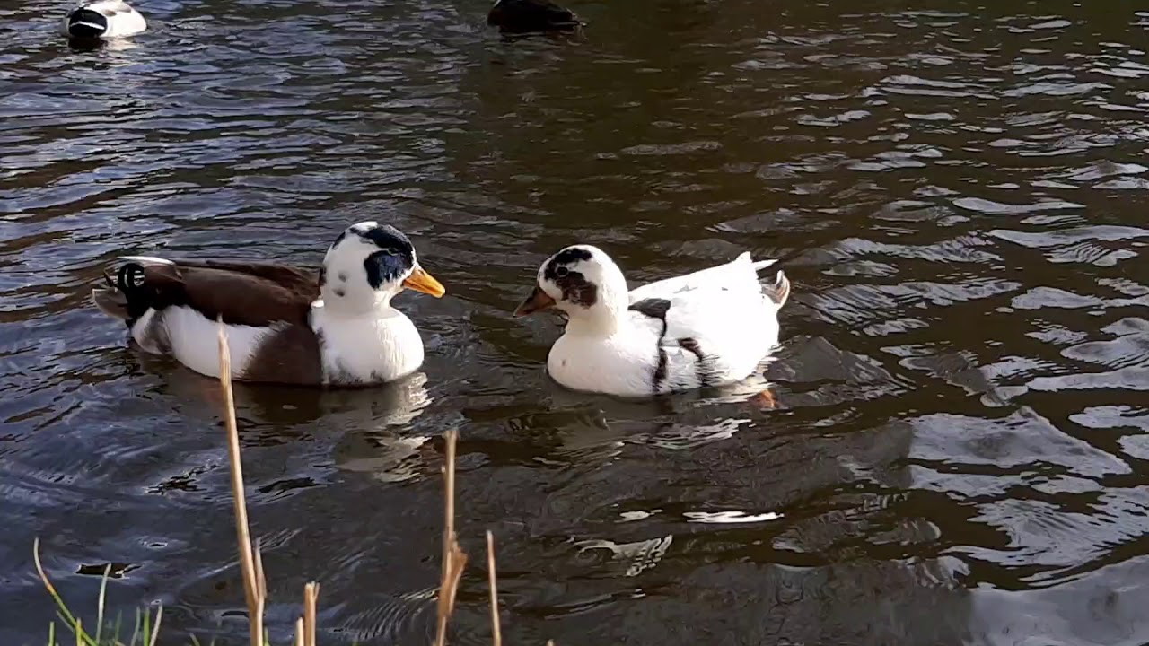 Call ducks - YouTube