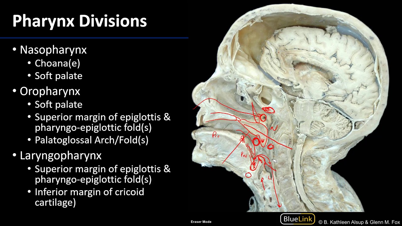 Larynx and Pharynx - Pharynx - YouTube