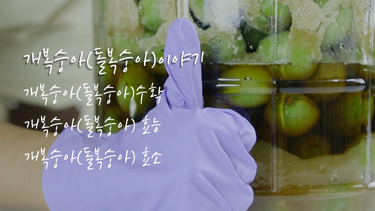 산촌 생활 야생 개복숭아 돌복숭아 이야기 Feat 개복숭아 효소 수확 효능 개복숭아 돌복숭아 Youtube