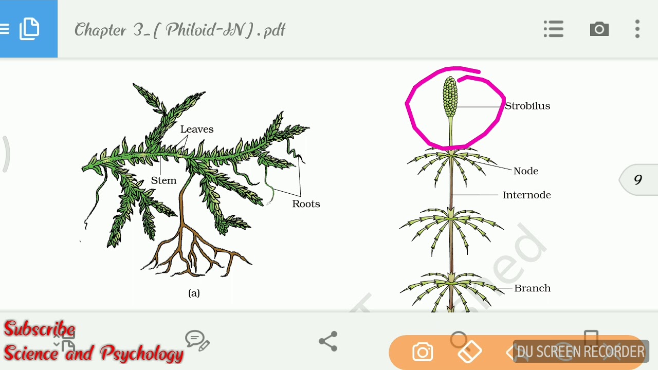 Ncert class 11 biology - part 3-Pteridophytes - plant Kingdom - Neet ...