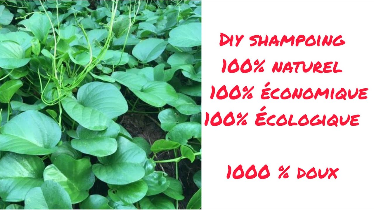 UNE PLANTE POUR LAVER LES CHEVEUX // c'est possible ! - YouTube