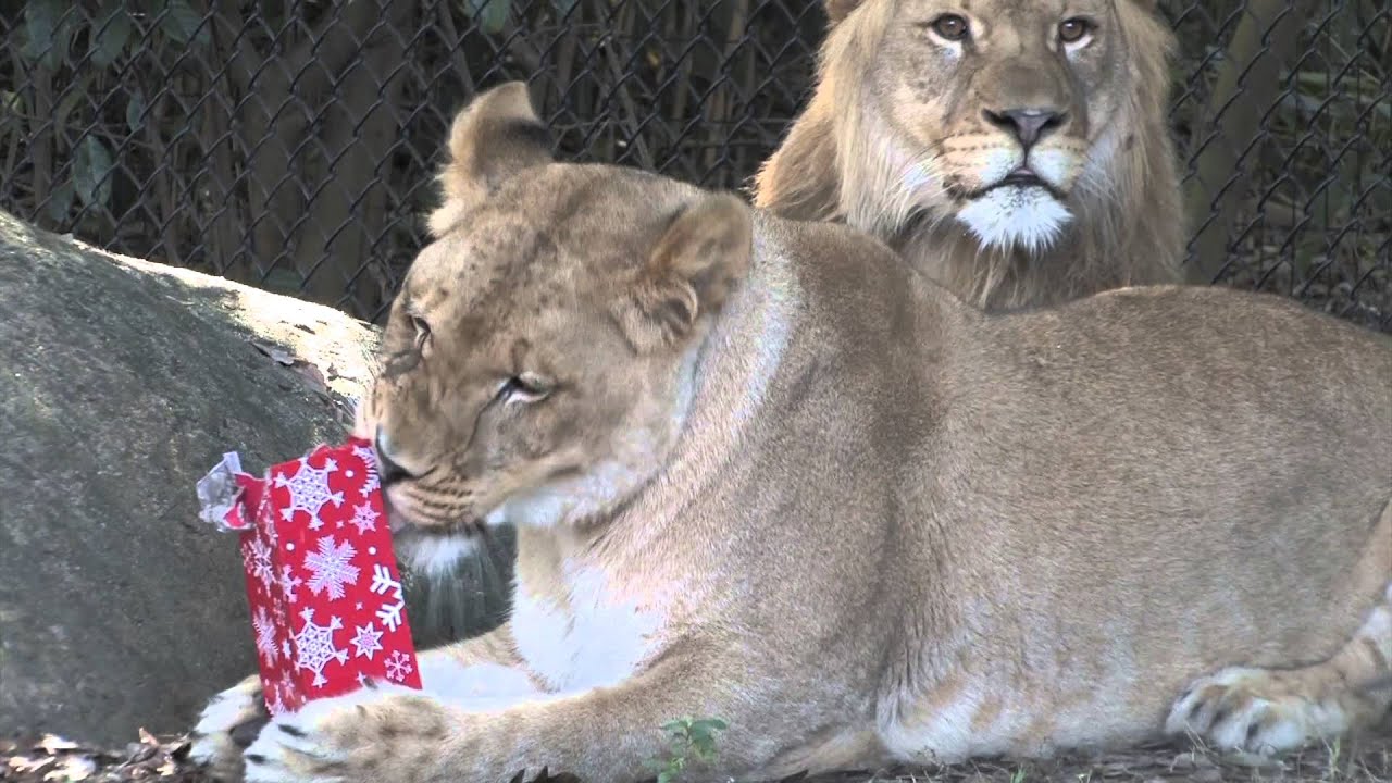 Lion Holiday Enrichment - YouTube