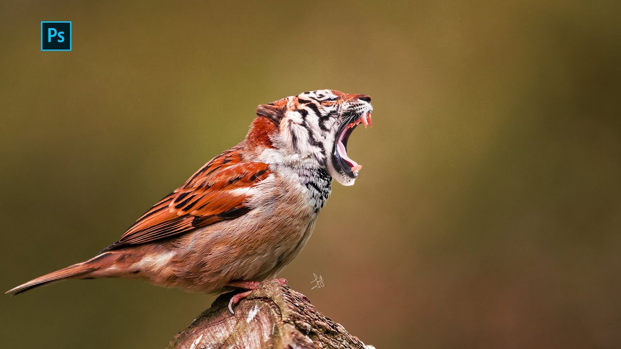 Wild Sparrow | Photo Manipulation in Photoshop ( EASY STEPS ) - YouTube