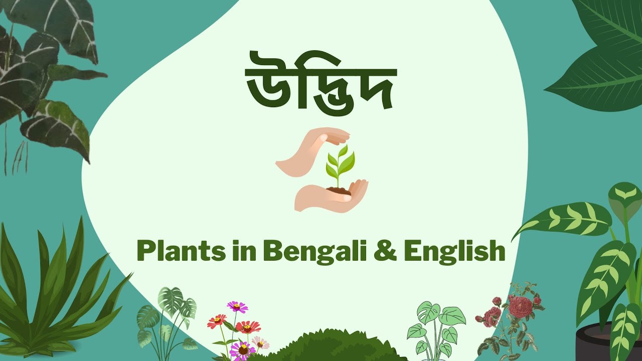 উদ্ভিদ (Udbhida) - Plants in Bengali & English - YouTube