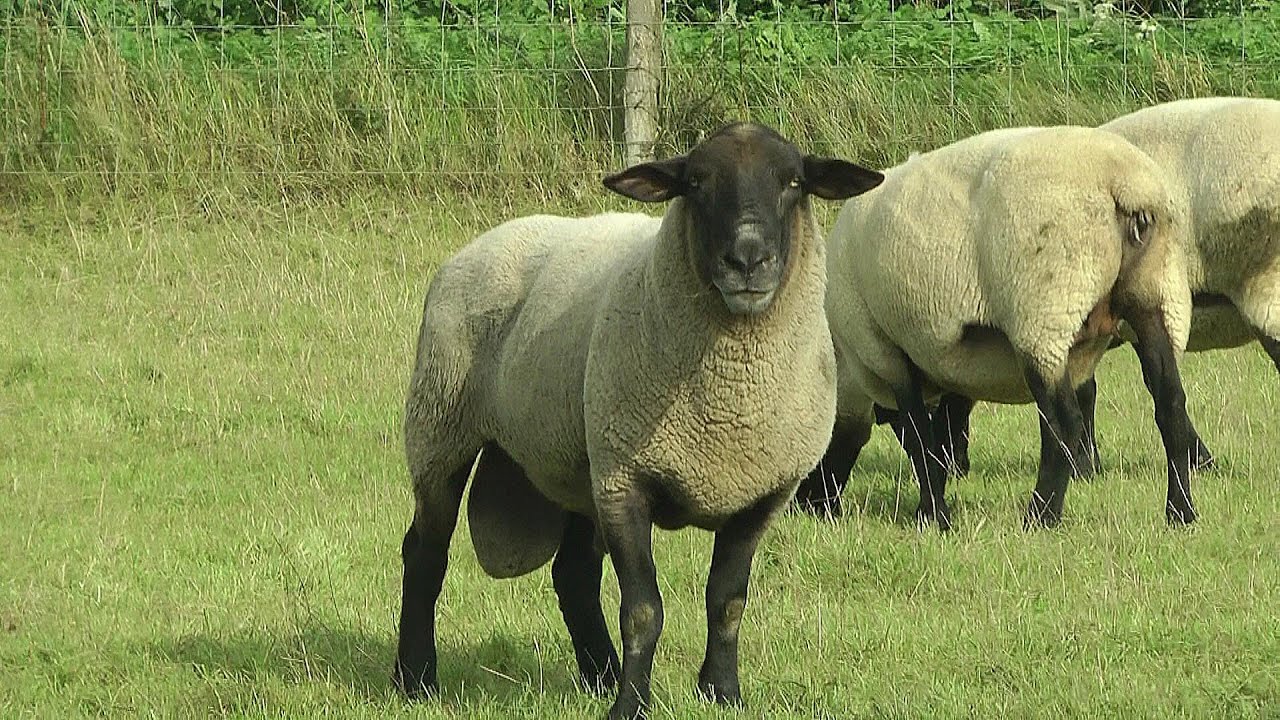 576 Tups Indispensable fishing fly - YouTube