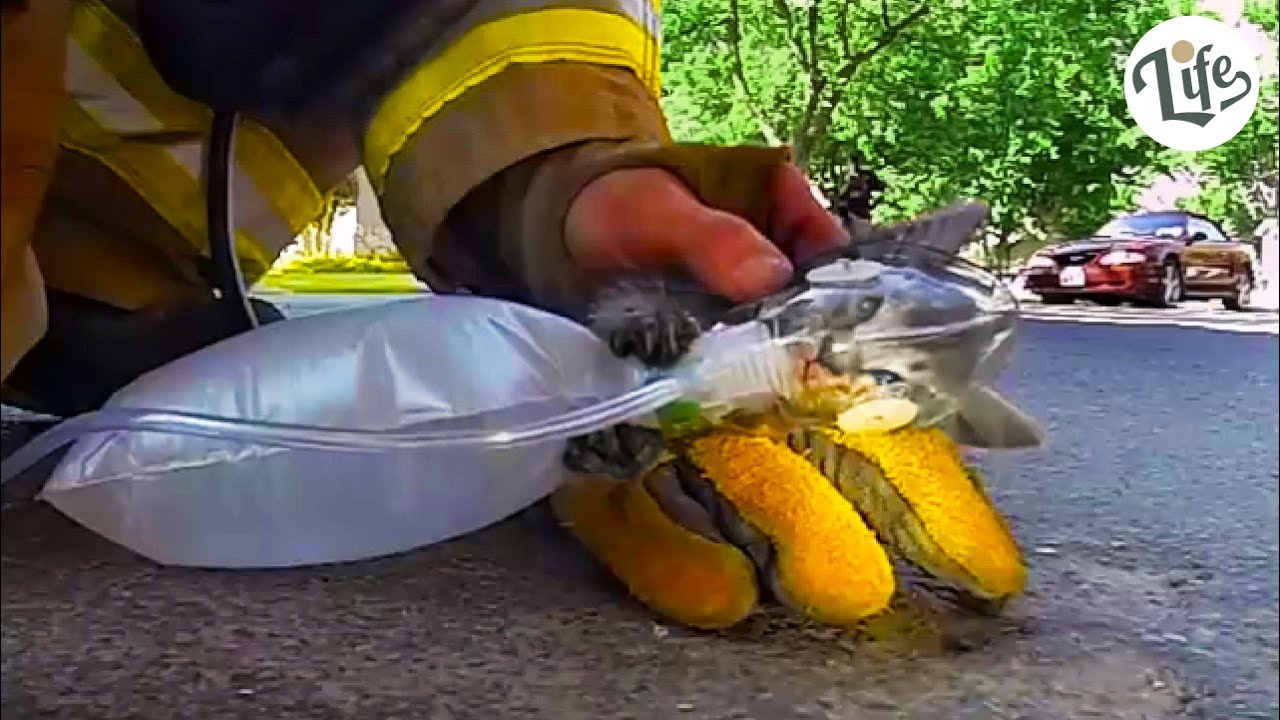 15 ANIMALS Asking Humans for HELP - YouTube