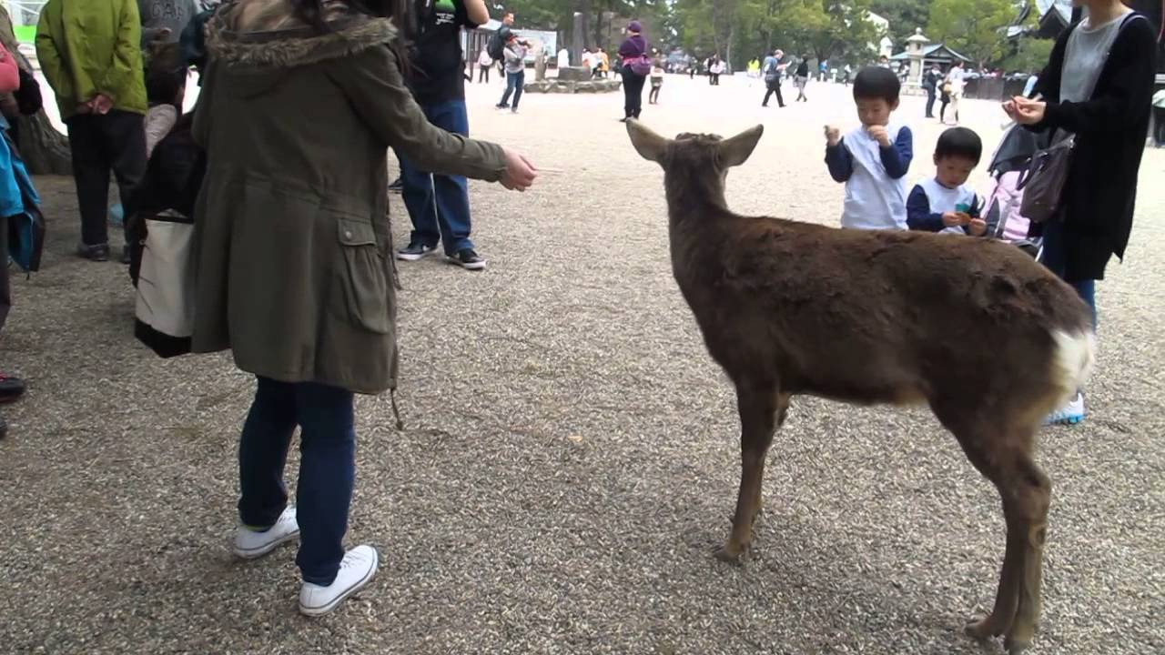 Visiting deer at Nara Park, Osaka, Japan - YouTube