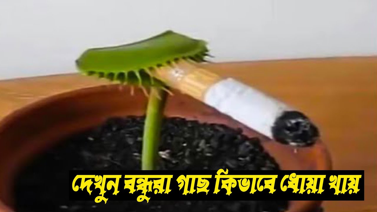 বন্ধুরা গাছ কিভাবে ধোয়া খায় odvut dekha | rohosso tube |mayajaal | মায়াজাল | facts bangla ...