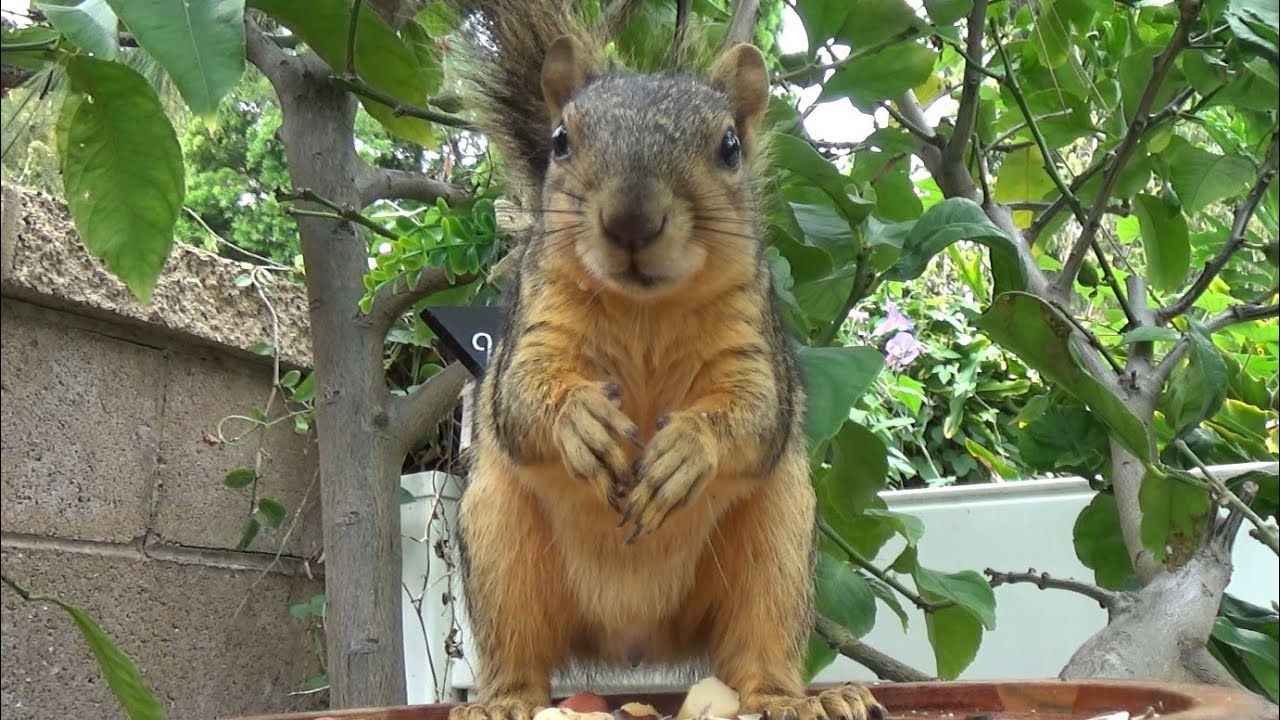 Backyard Friends 2023 06 12 N - YouTube