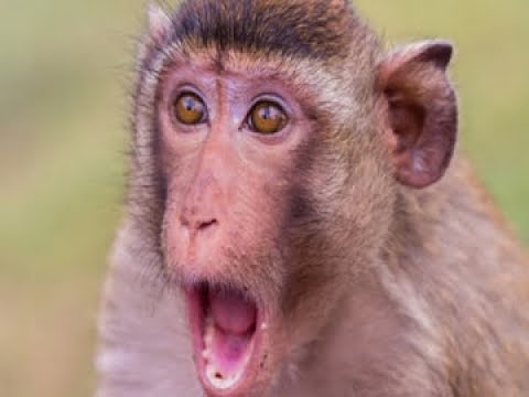 Herpes Infested Monkeys Attack Florida (Sunshine State of Emergency ...