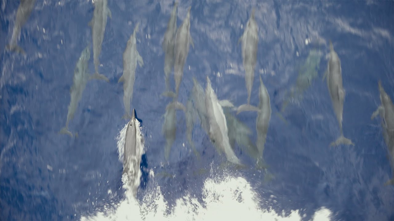 Don't stress, chill out to 4 minutes of dancing dolphins... - YouTube